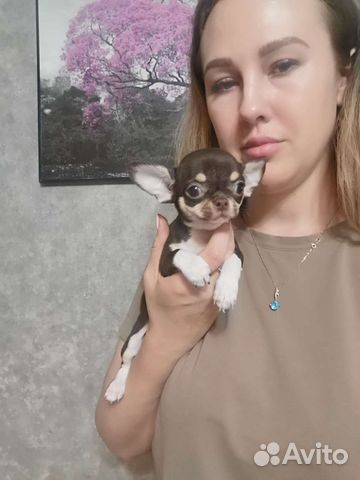 Мини шоколадка