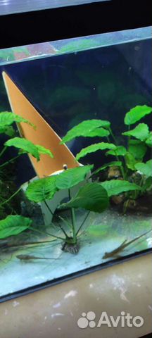 Рыбки и растения