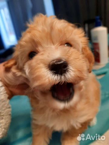 Мальтипушка девочка