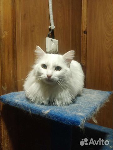 Белый кот