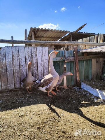 Холмогорские гуси