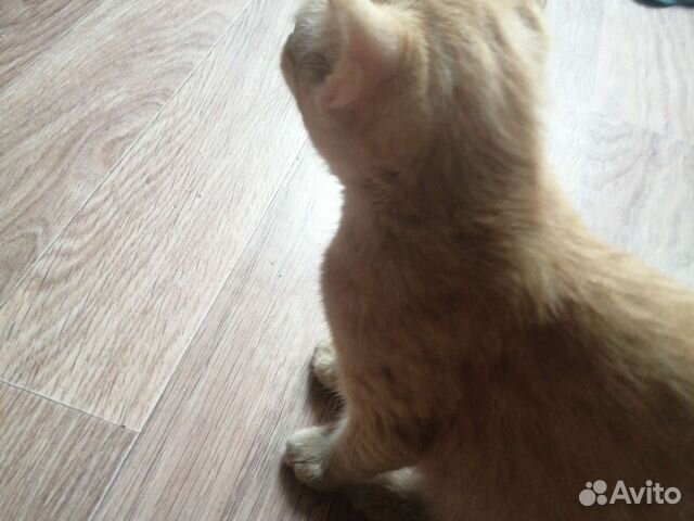 Бело рыжий котенок отдам