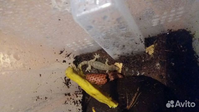 Траурный геккон lepidodactylus lugubris