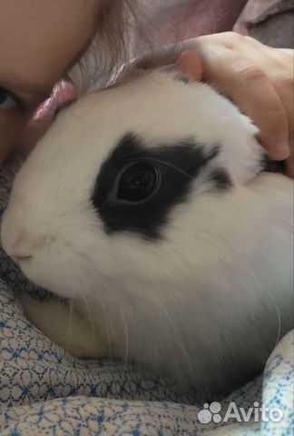 Домашний кролик с клеткой и всем приданым