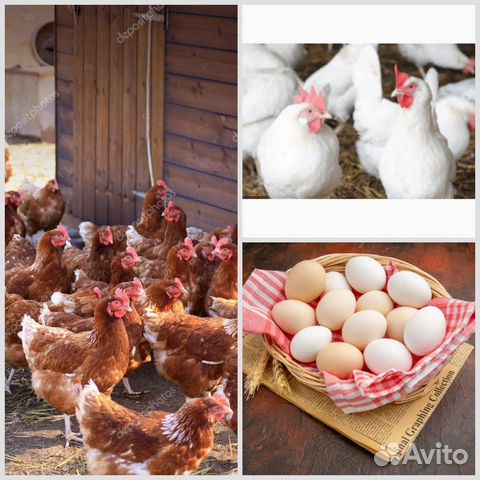 Куры молодки несушки в ассортименте