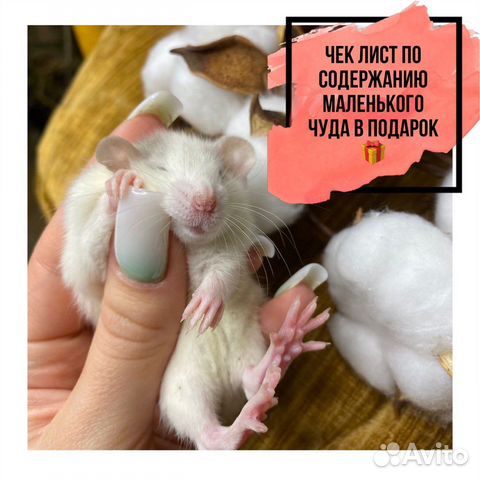 Дамбо крысы, крысята, крыса. Питомник
