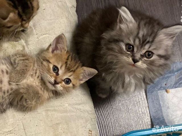 Скотиш страйты