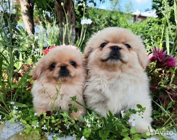 Щенки пекинеса