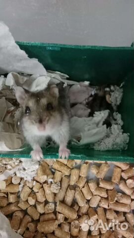 Джунгарские хомячки