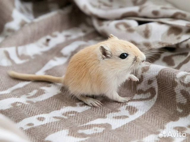 Песчанка цветная