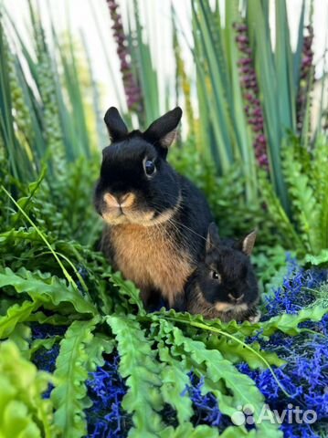 Огневка чистопородный