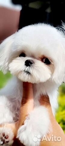 Супер мини Мальтезе, Мальтипу