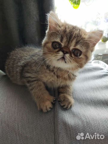 Экзотические котята