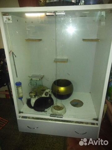 Витрина с шиншиллами