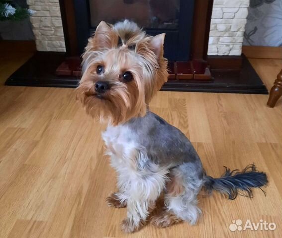 Йоркширский терьер вязка