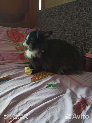 Домашние животные кролики