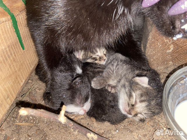 Котята в добрые руки бесплатно