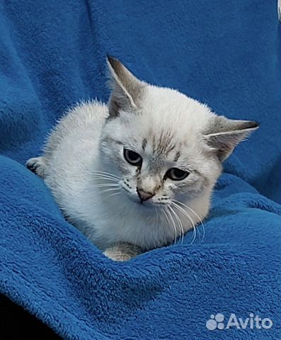 Тайский котенок девочка