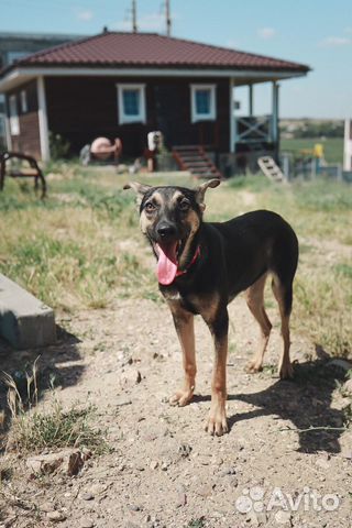 Собака в добрые руки