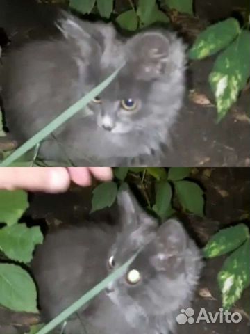 Котята редкие выбросили из дома