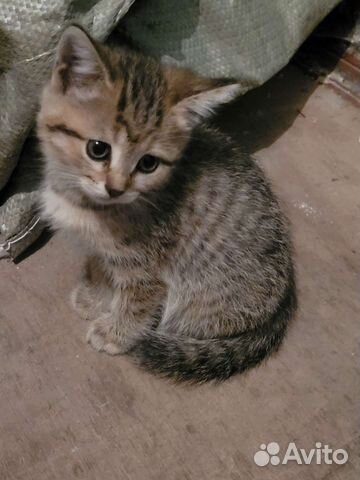 Одинокие котята