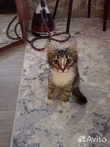 Девочка ищет дом