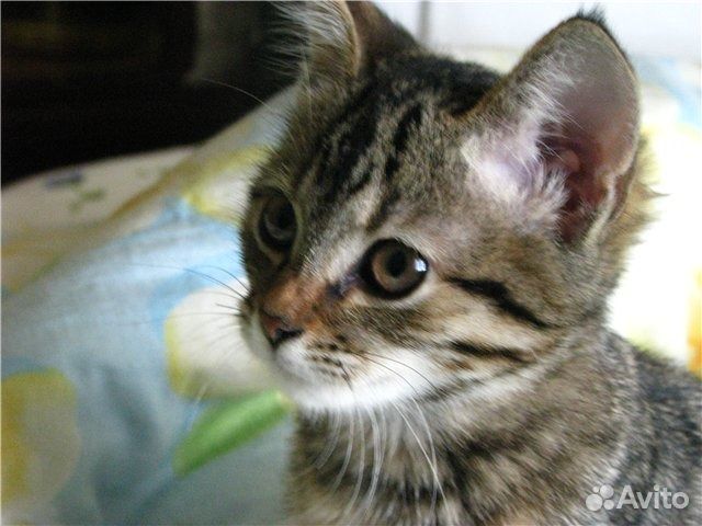 Очаровательный серенький котенок мальчик 1 мес