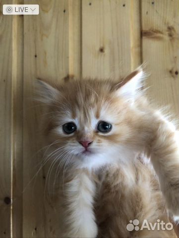 Отдадим Котёночка в хорошие руки