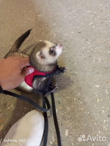 Вязка хорька