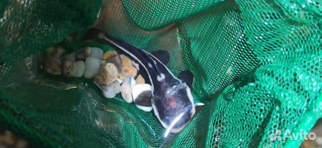 Сом краснохвостый