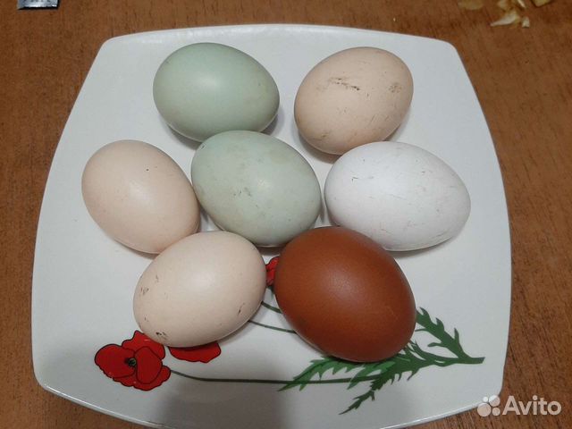 Домашние куриные яйца