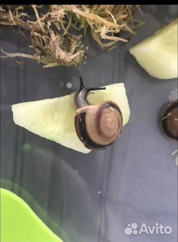 Улитки караколусы бесплатно