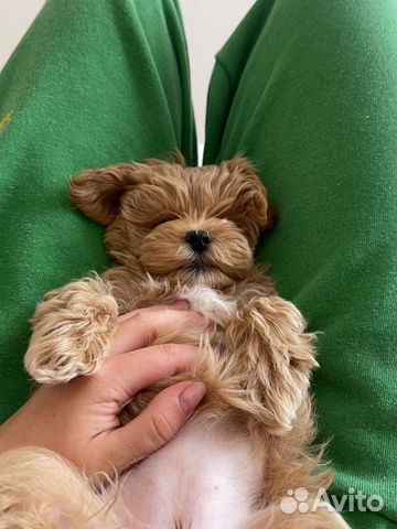 Мальтипу f1 mini элитная роскошь baby face Luna