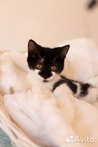 Котенок девочка привита в добрые руки