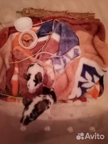 Мышь. Мальчик и девочка. 2 месяца