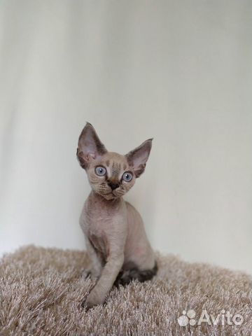 Котята Девон-Рекс