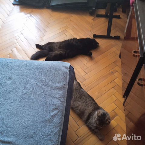 Продаются две кошки