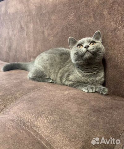 Британский котенок, девочка 3 месяца