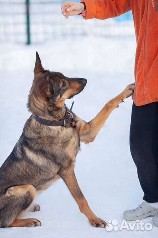 Немецкая овчарка (метис) в добрые руки