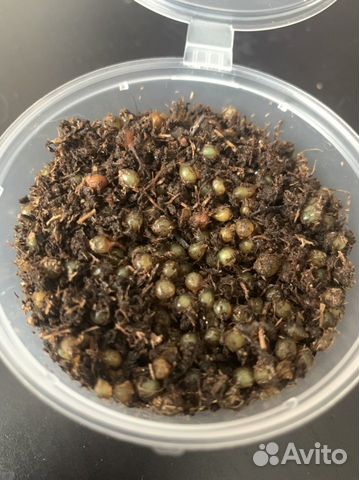 Коконы Дендробены