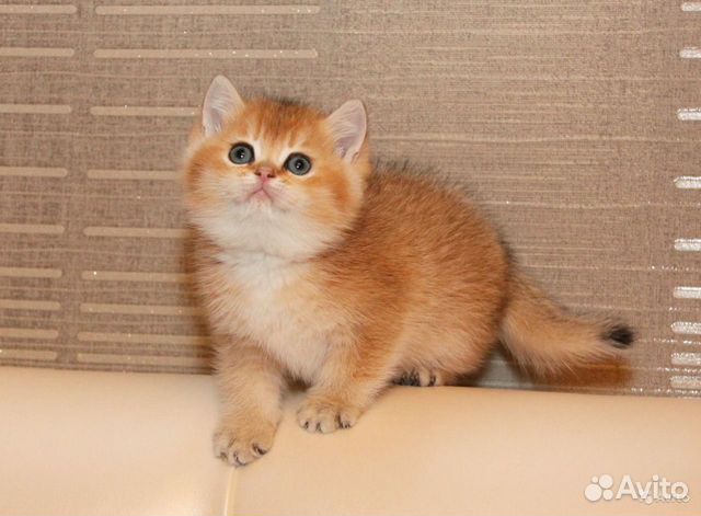 Котята в золотых и песцовых шубках