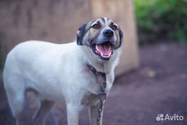 Активная собака (кобель) в добрые руки