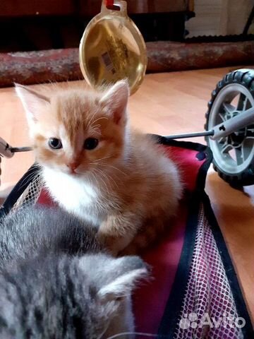 Кошка