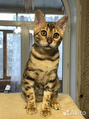 Бенгальская кошка