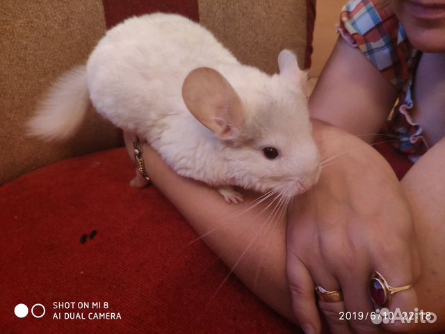 Шиншилла 1,5 месяца девочка