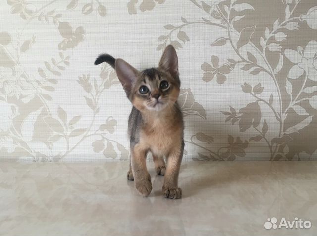 Абиссинский голубой Деонис