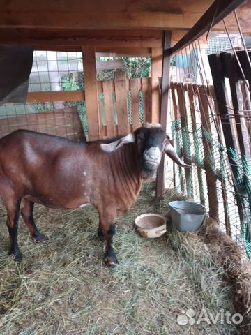 Козл англо- нубийский