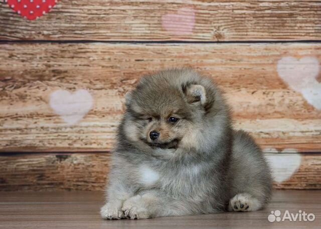 Померанский шпиц большой выбор щенков