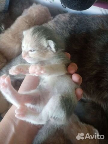 Кошки в добрые руки бесплатно