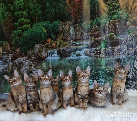 Котята рысята